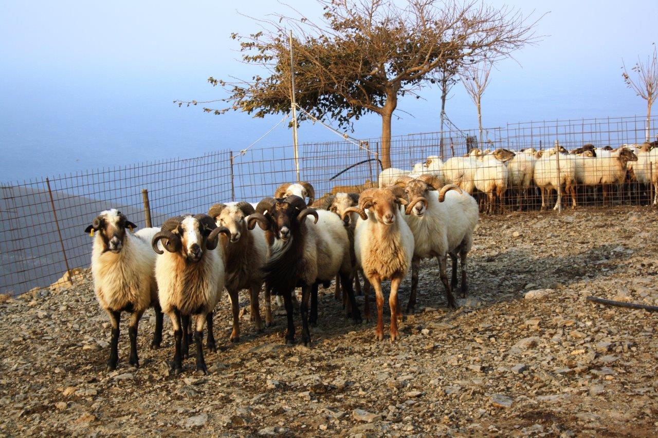 Να, τα αρχέγονα πρόβατα (δείτε φωτογραφιες) που πήραν τον τίτλο ΟΡΕΙΝΟ ...