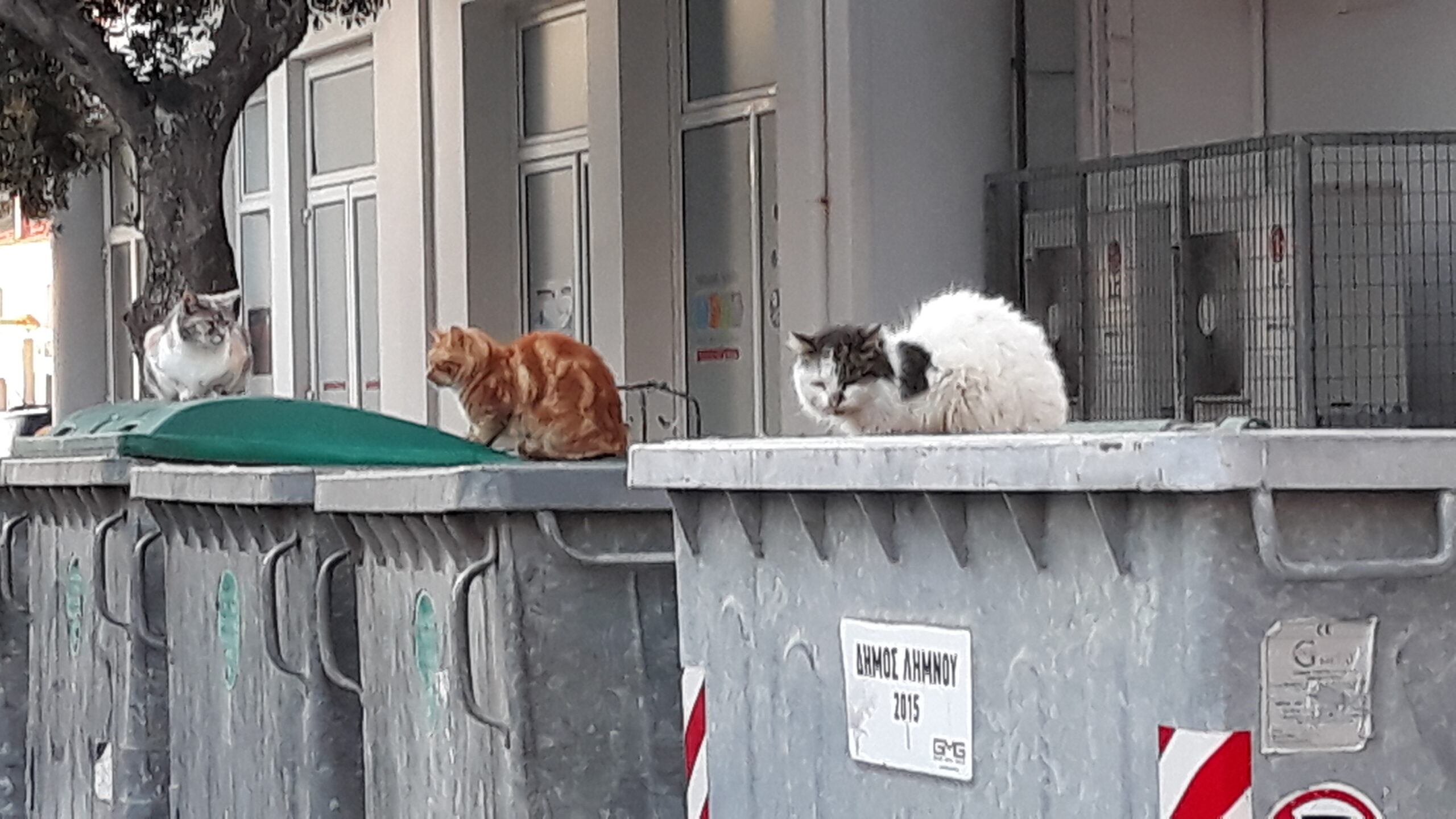 Δημος Λημνου : Μαζικές στειρώσεις σε Γάτες. Έτσι πρέπει και αλλιως δεν ...